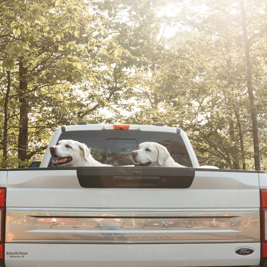 Dog-Friendly Treehouse Rentals | Treehouse Grove in Gatlinburg, TN