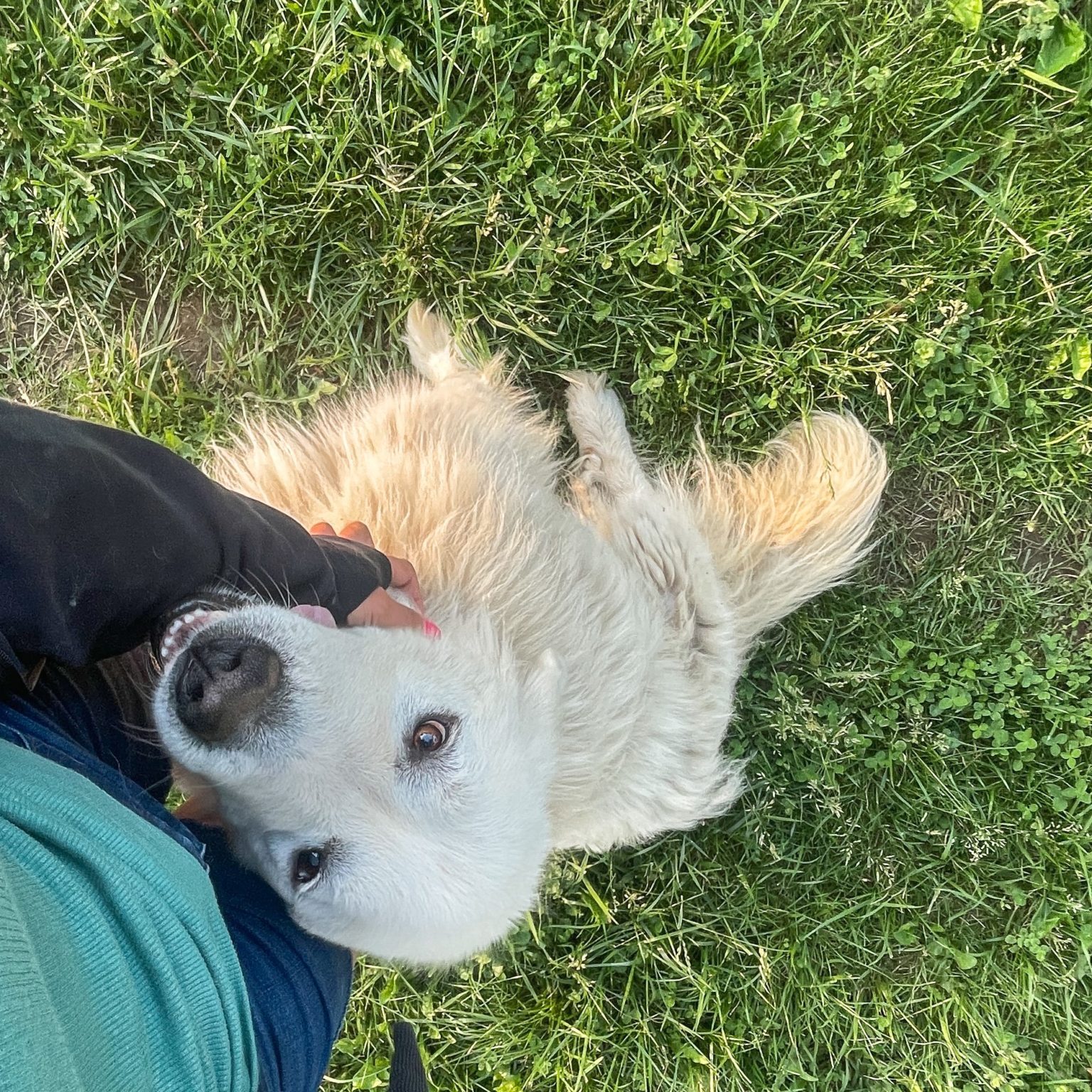 Dog-Friendly Treehouse Rentals | Treehouse Grove in Gatlinburg, TN