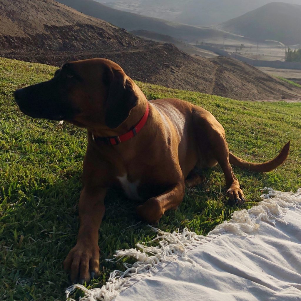 Dog-Friendly Treehouse Rentals | Treehouse Grove in Gatlinburg, TN